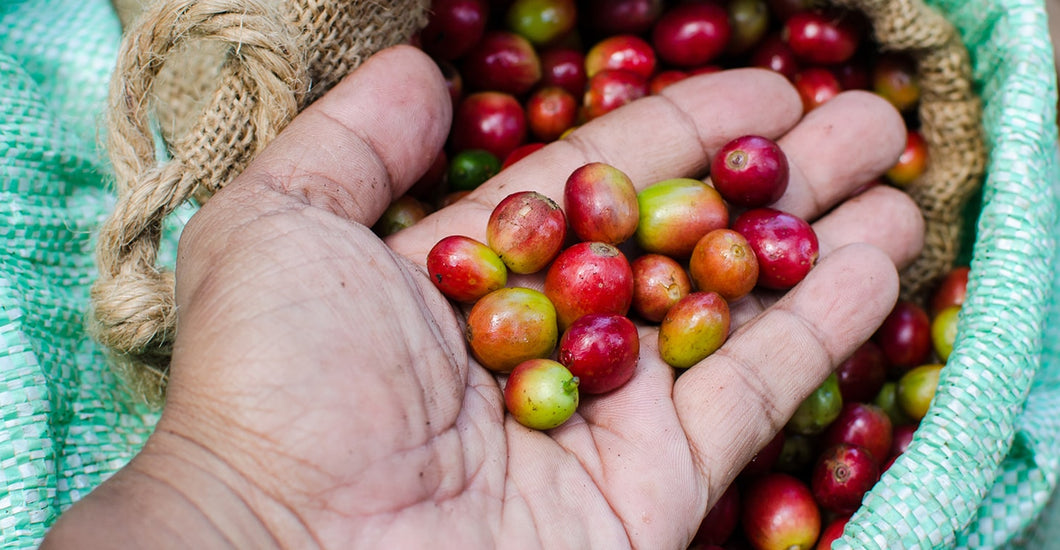 Coffee in Crisis | CRU in Conversation with Dr. Timothy Schilling – CRU ...